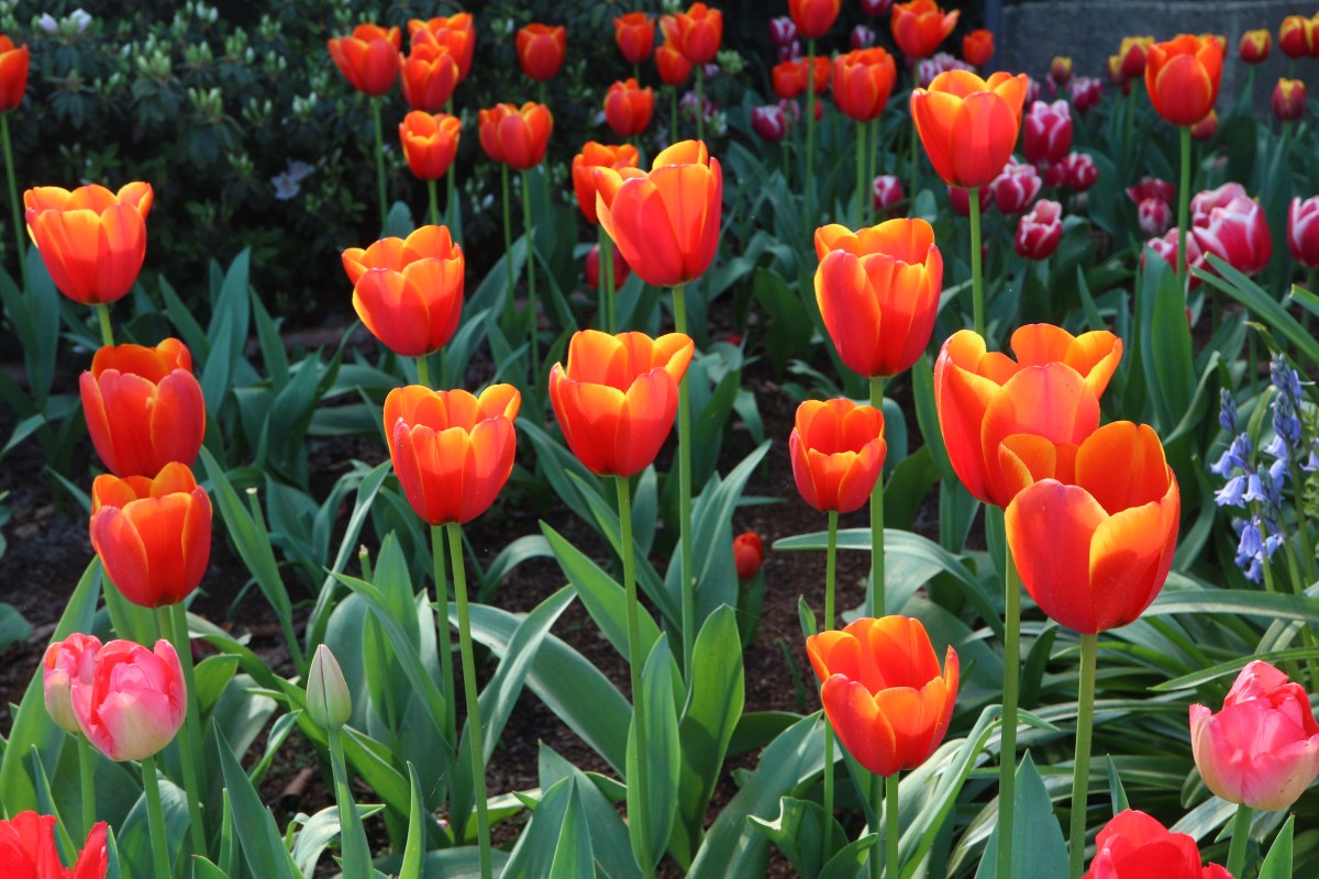 The flower that conquered sultans and speculators – Lives and Times